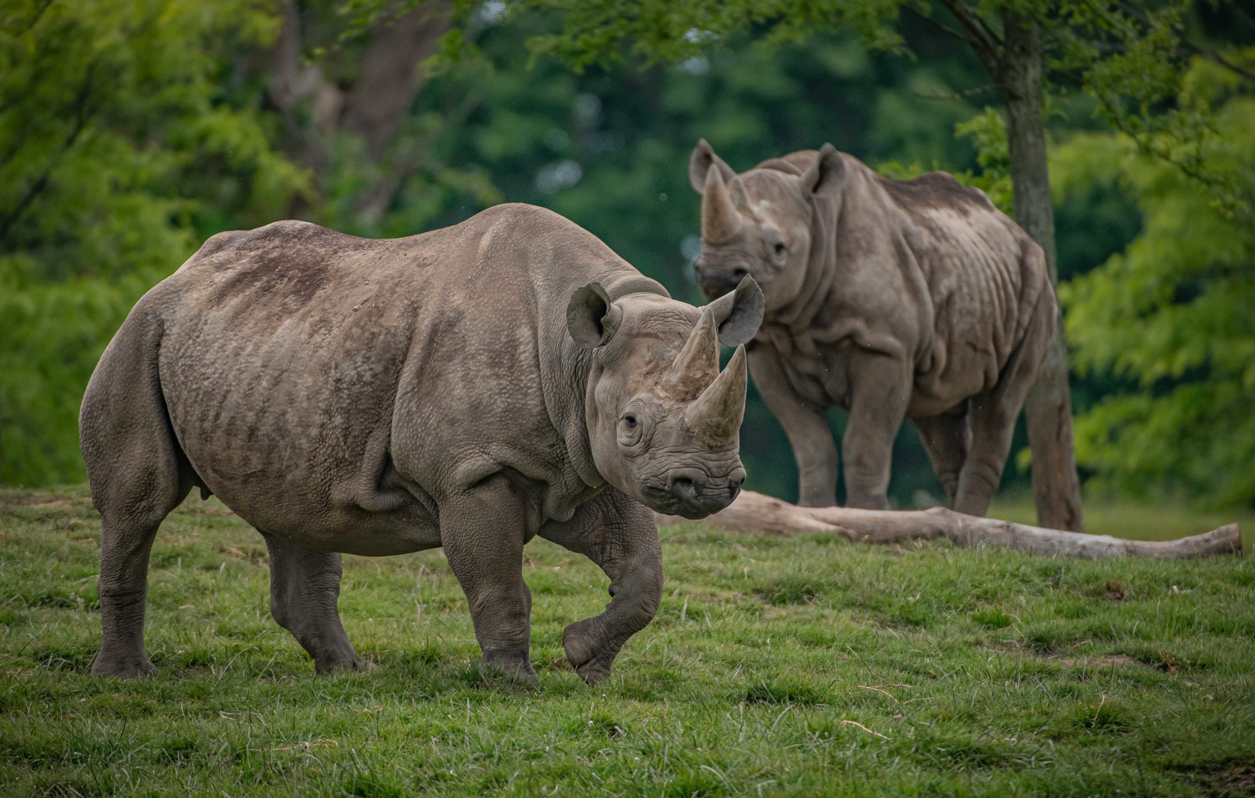 Chester Zoo: islands launch and fact file | Darwin Escapes