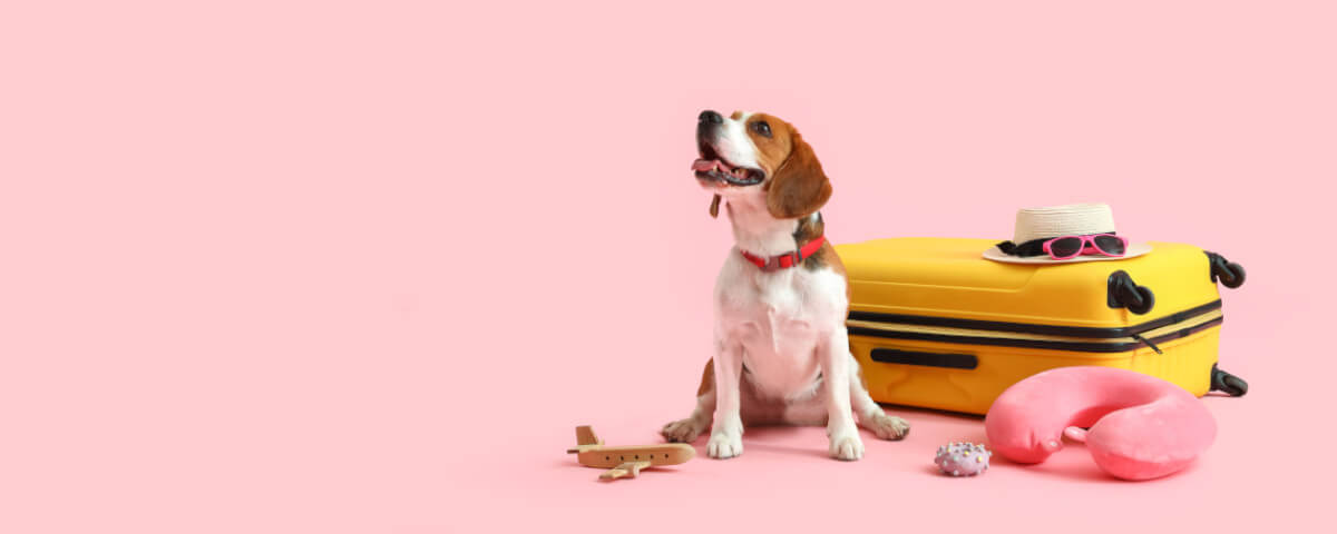 preparing your pet for a holiday | Darwin Escapes