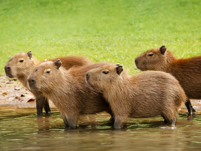 top tips when visiting Woodside | Darwin Escapes